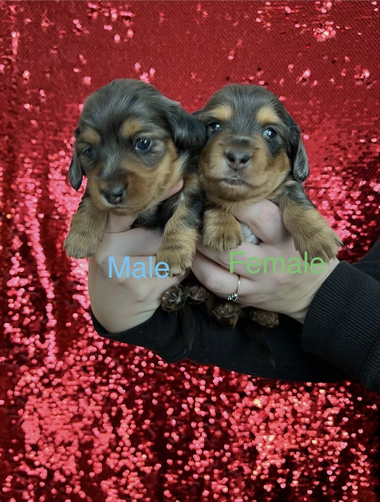 Dachshund Puppies | Dogs | KSL Classifieds
