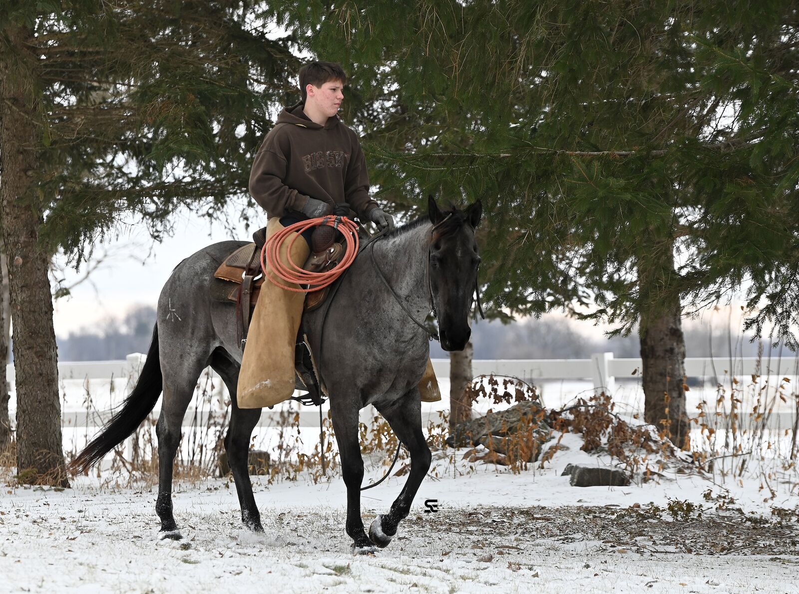 TRUE Blue Roan Gelding for THE WHOLE FAMILY! | Horses | KSL Classifieds