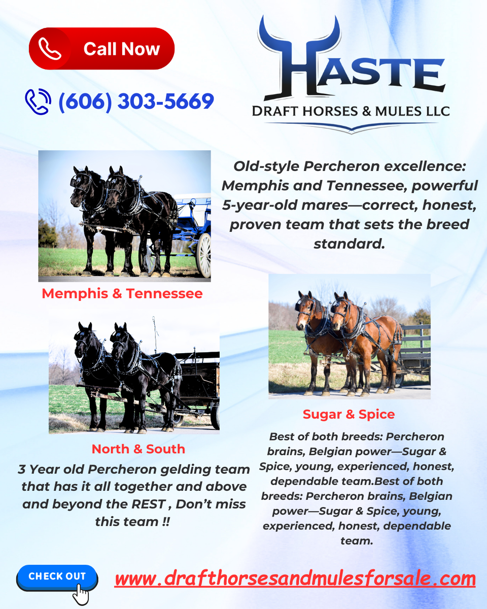 Draft Horse Teams for Sale | Horses | KSL Classifieds