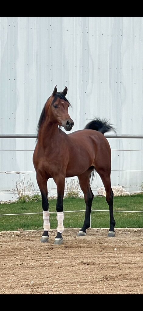 World Class Arabian Horses | Livestock | ksl.com