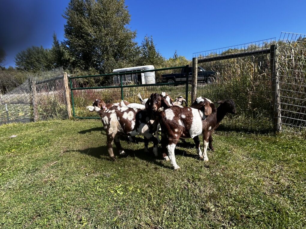 ISO black Spotted Boer Buck | Goats | KSL Classifieds