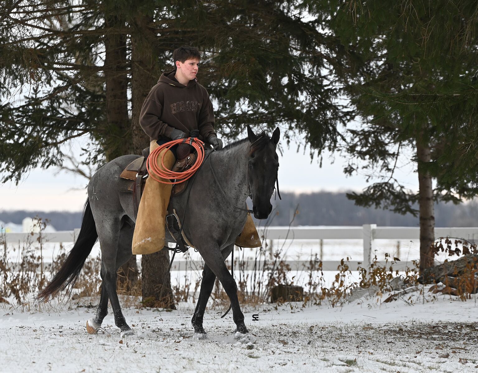 TRUE Blue Roan Gelding for THE WHOLE FAMILY! | Horses | KSL Classifieds