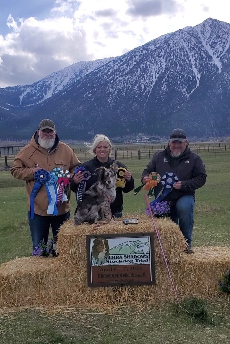 Double Registered Australian Shepherd Puppies. Winning Bloodlines ...