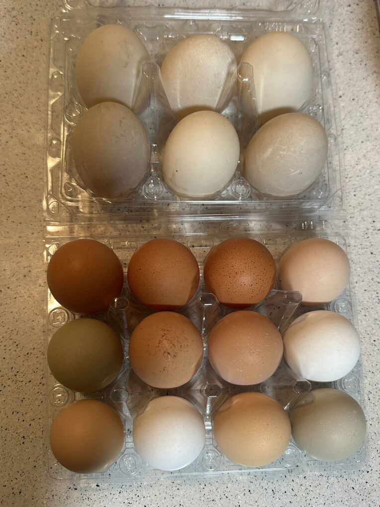 Farm Fresh Free Range Chicken And Duck Eggs | Farmers Markets & Fresh ...