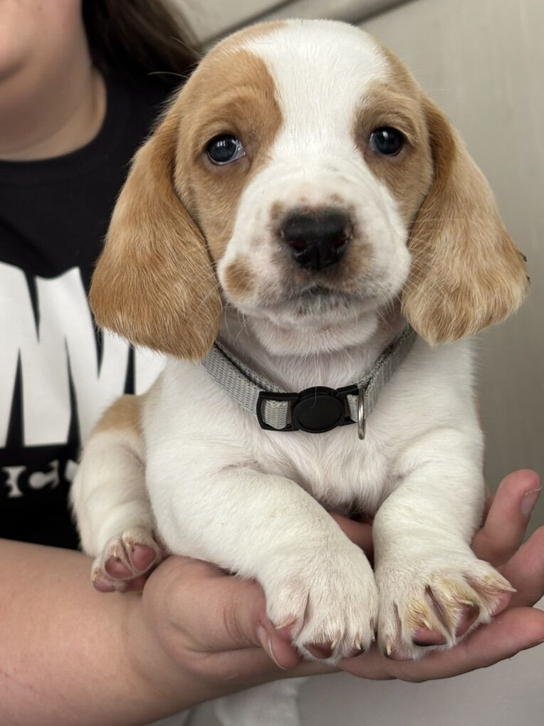 Bassett Hound Puppies | Dogs, Studs/Breeding | KSL Classifieds