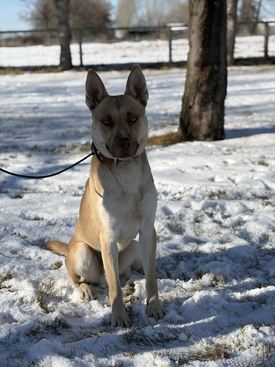 Ross - 2 year old antler dog | Dogs | KSL Classifieds