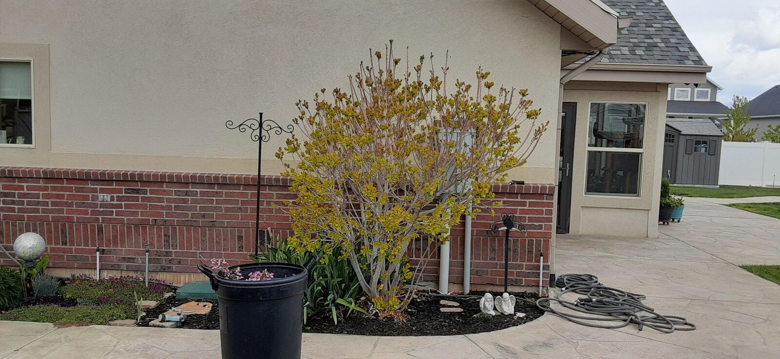 "YOUR TREES ARE MY CANVAS" *TREE TRIMMING*Odd Jobs | Landscape ...