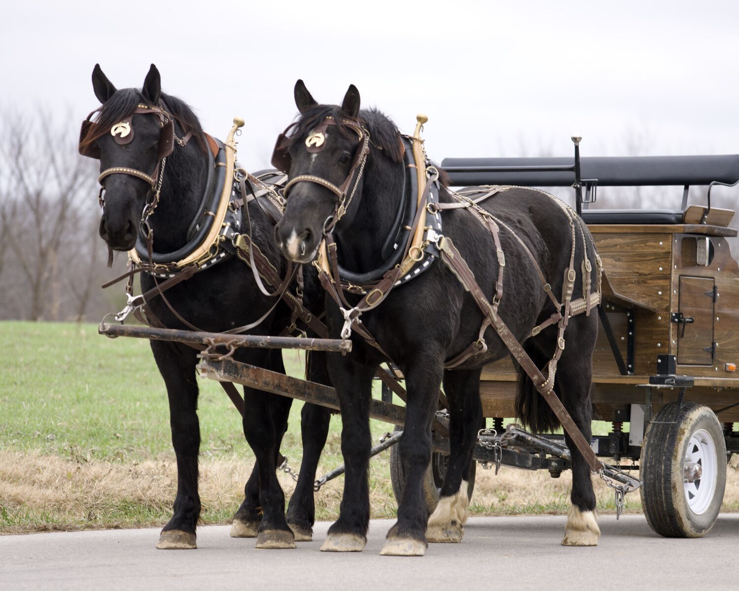 Draft Horse Teams for Sale | Horses | KSL Classifieds