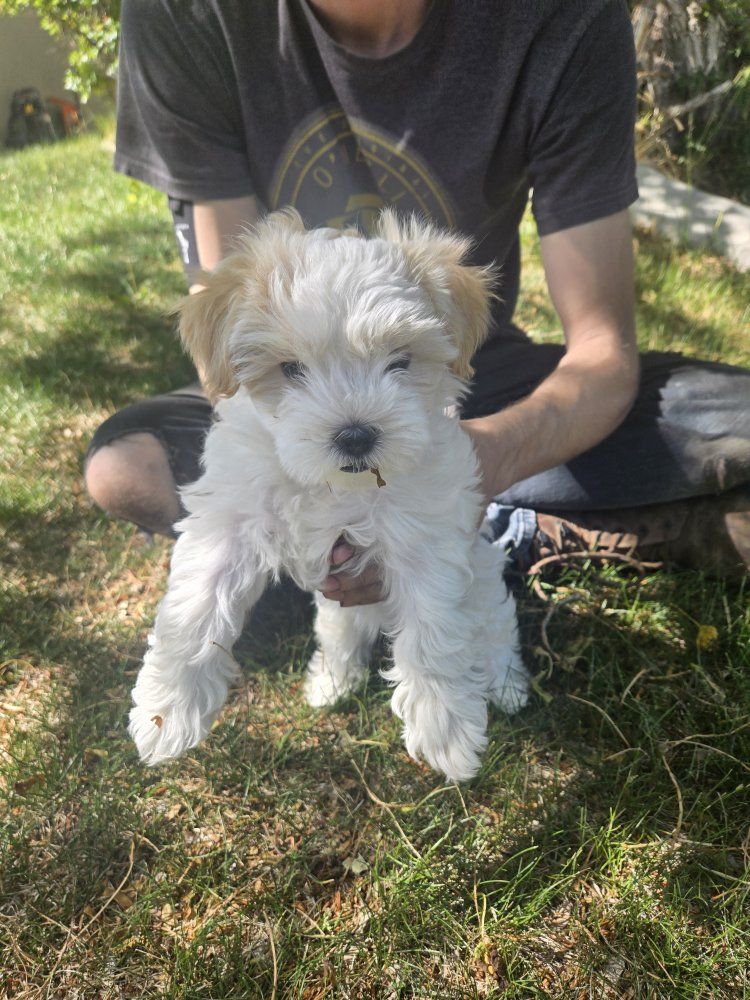 shih tzu puppies | Dogs | KSL Classifieds