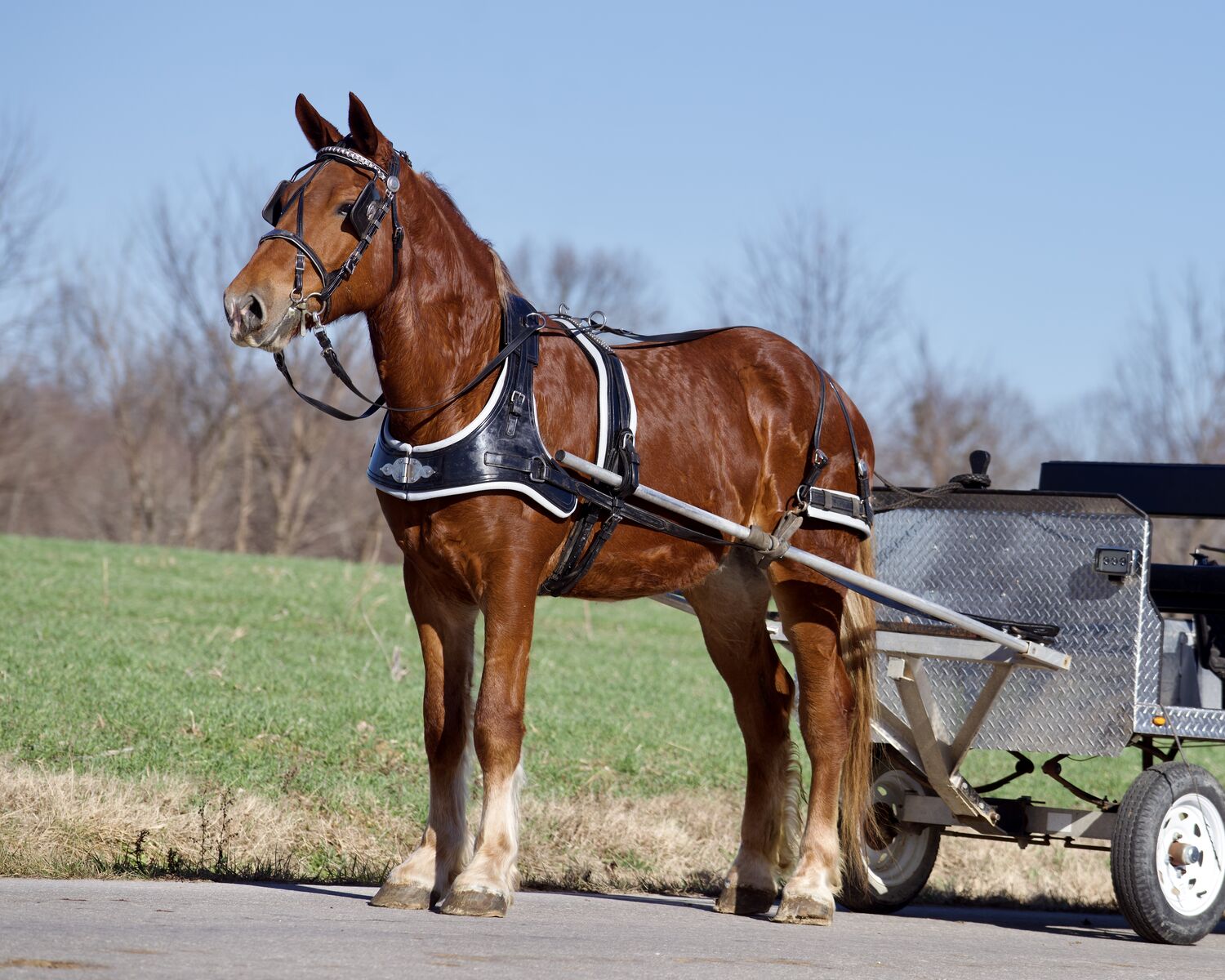 Suffolk Punch Draft Cross Gelding For Sale | Horses | KSL Classifieds