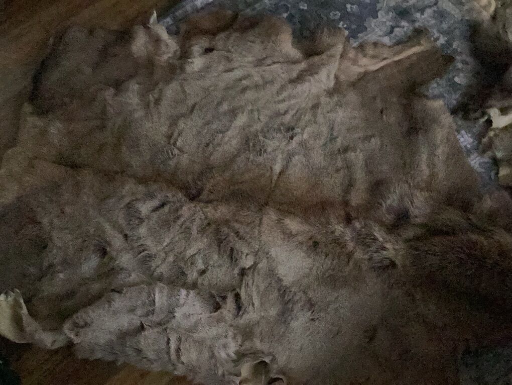 Elk Hide | Skins and Taxidermy Mounts | KSL Classifieds
