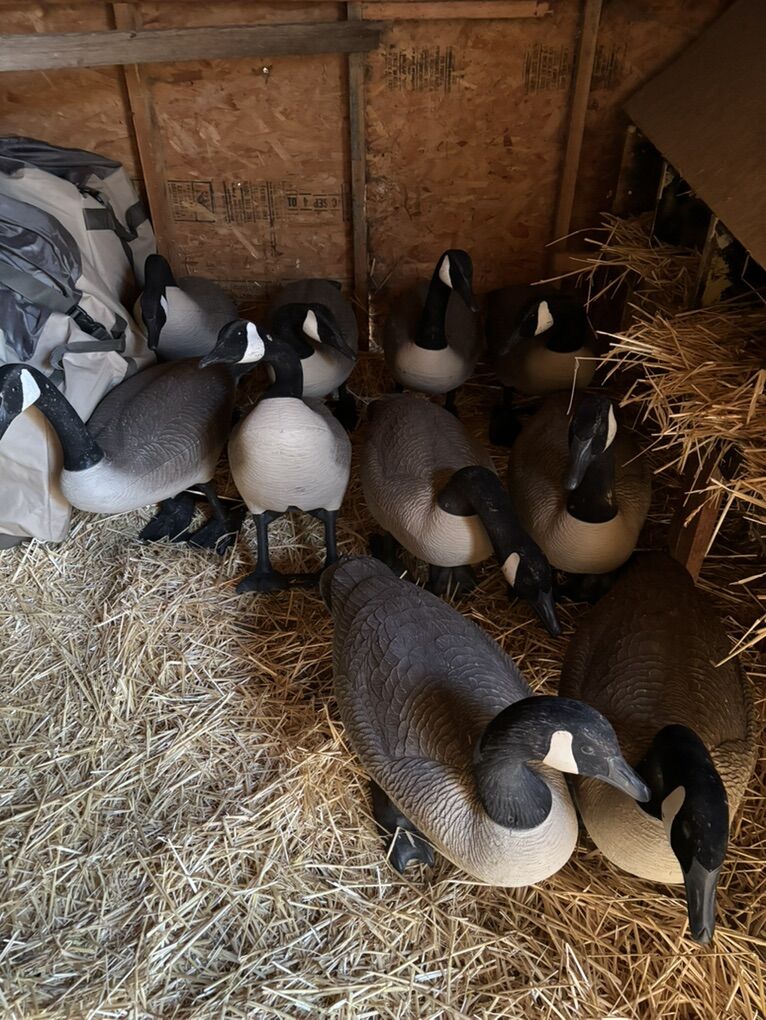 Big Foot Goose Decoys | Waterfowl Equipment | KSL Classifieds