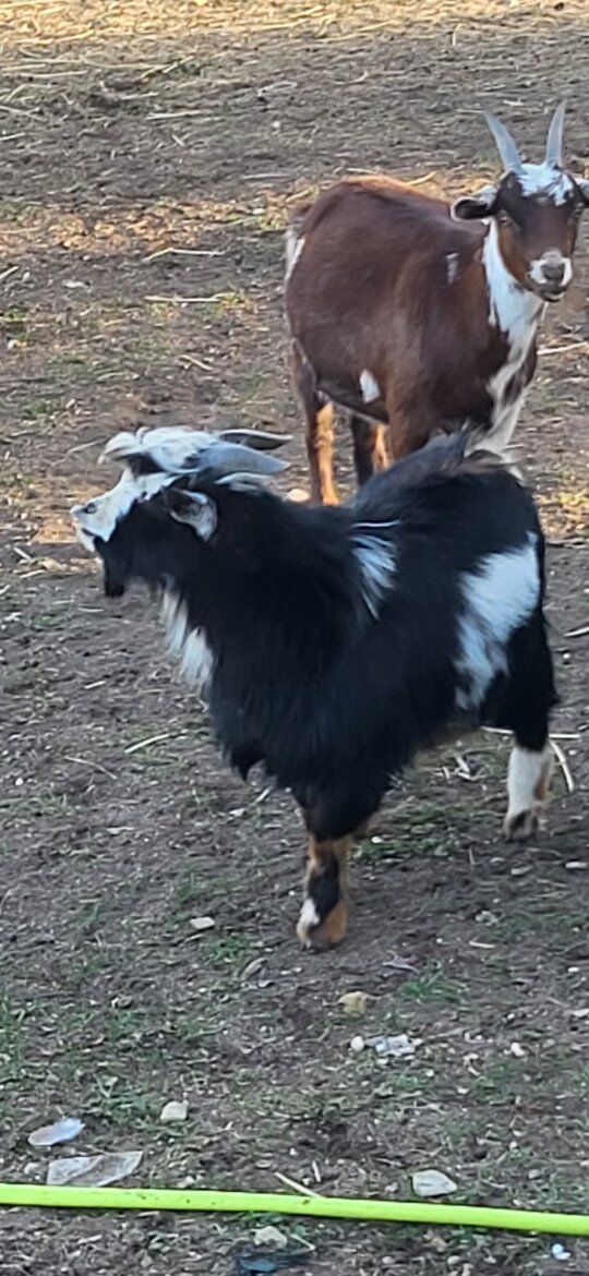 DWARF GOATS ,14 NEW TINY DWARK BABYS 1-26, GIVE L | Goats | KSL Classifieds