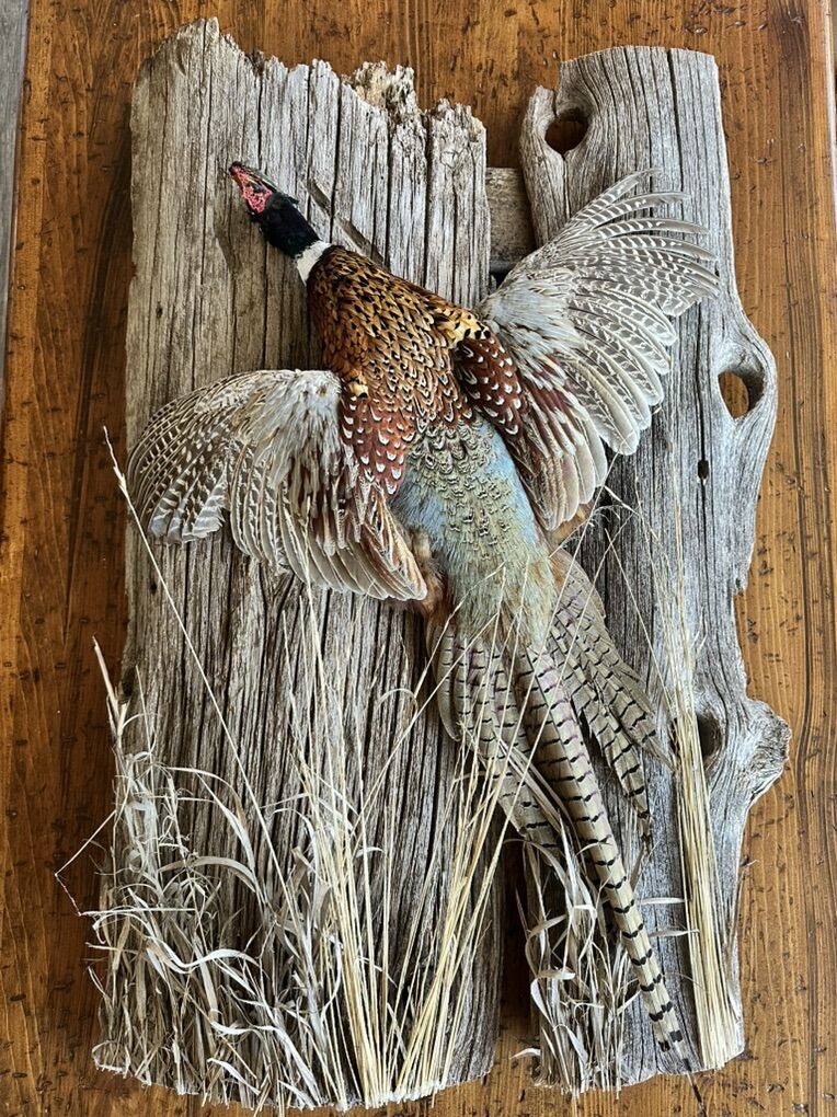 Pheasant Rooster wall Mount | Skins and Taxidermy Mounts | KSL Classifieds