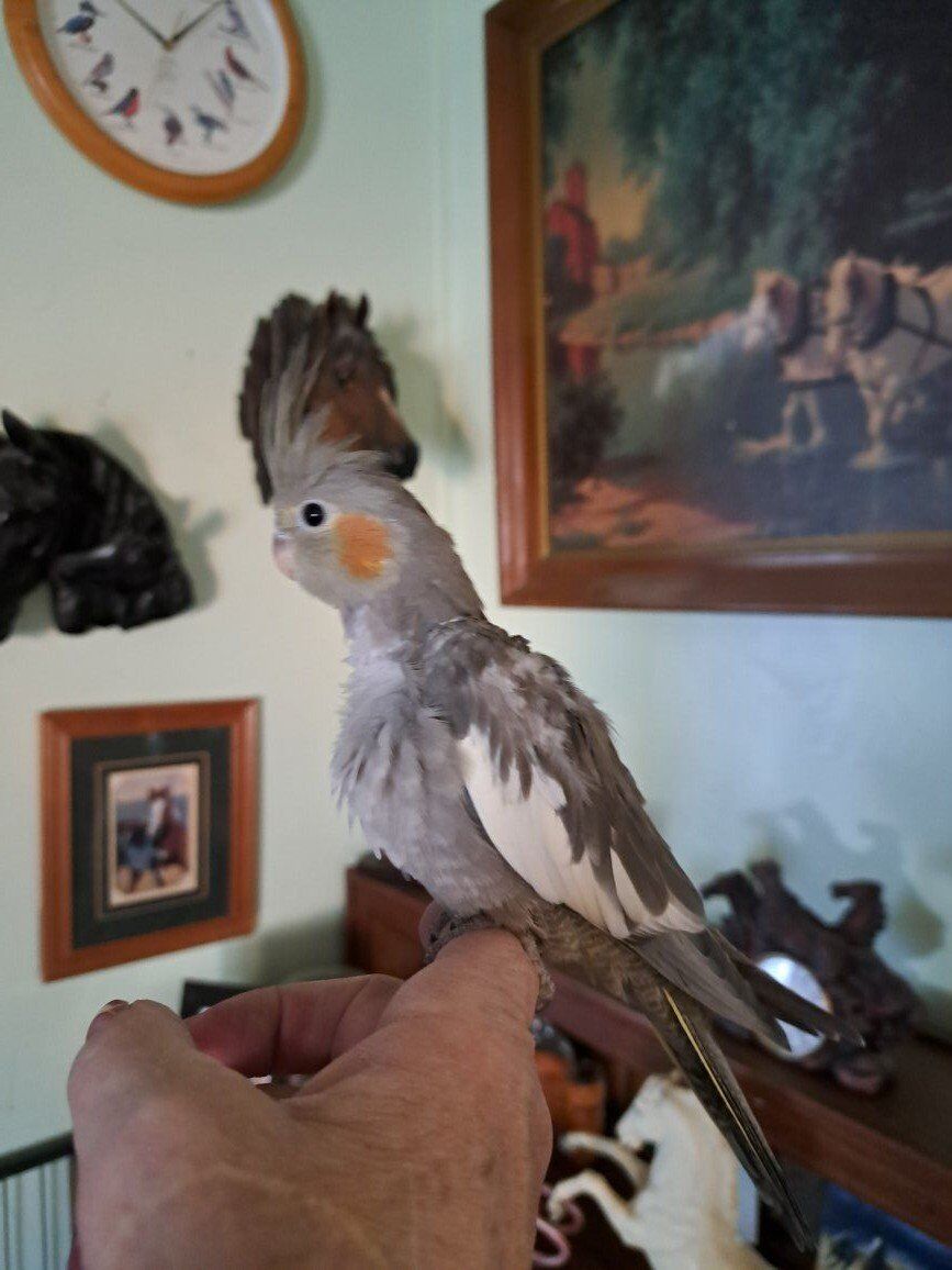 Young cockatiels | Birds | KSL Classifieds