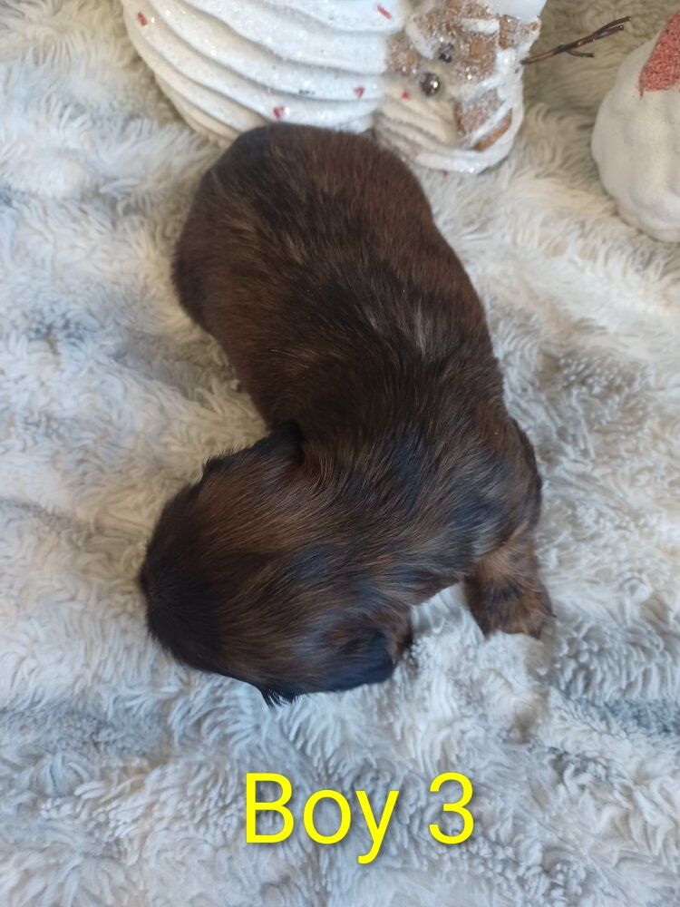 AKC Miniature Dachshund Puppies 2 Left | Dogs | KSL Classifieds