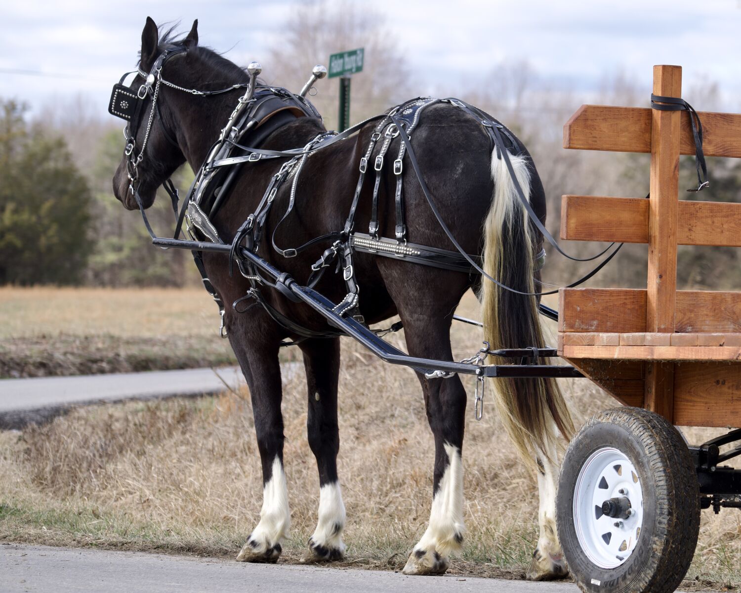 You Don’t See Many Spotted Draft Cross Geldings Like This | Horses ...