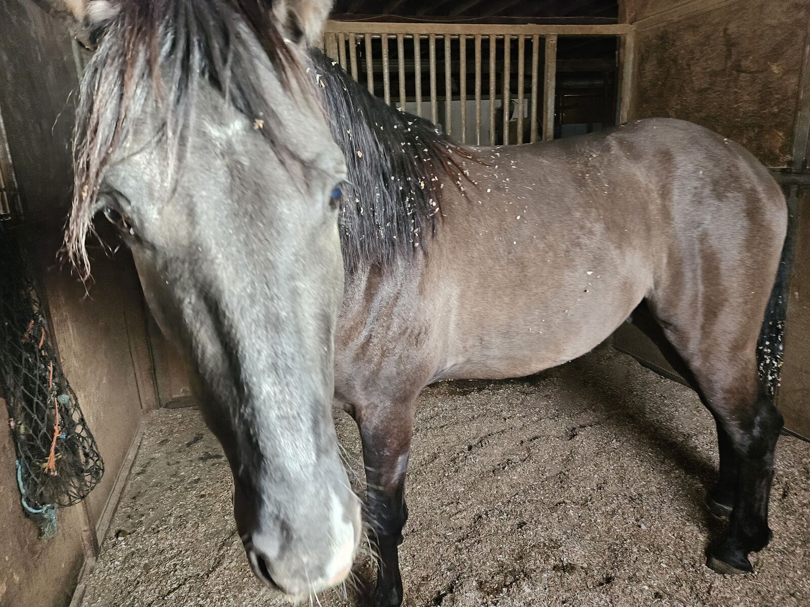 Grulla Tennessee walker | Horses, Studs/Breeding | KSL Classifieds
