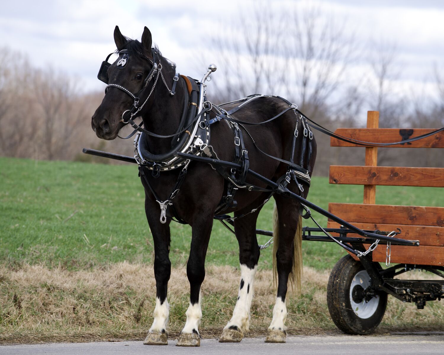 You Don’t See Many Spotted Draft Cross Geldings Like This | Horses ...