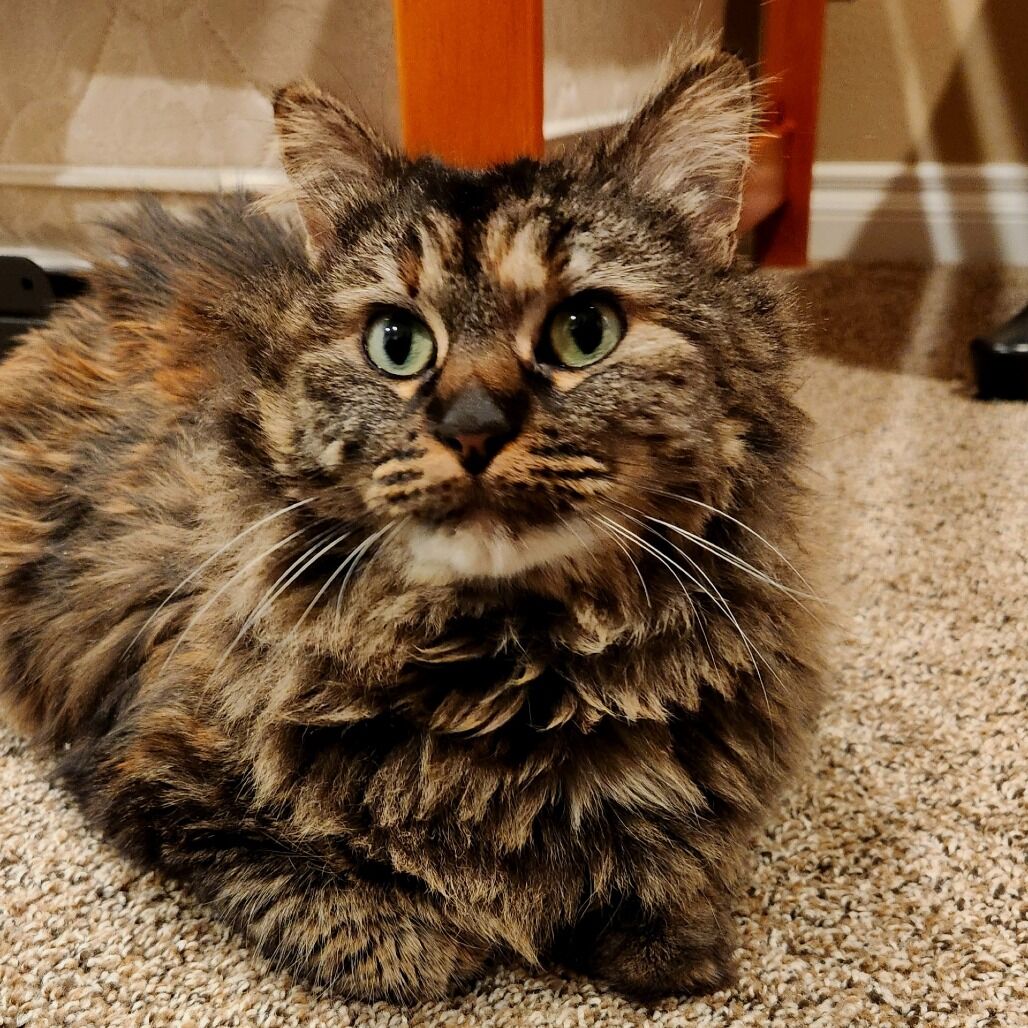 Hello my name is Amy Adams | Cats | KSL Classifieds