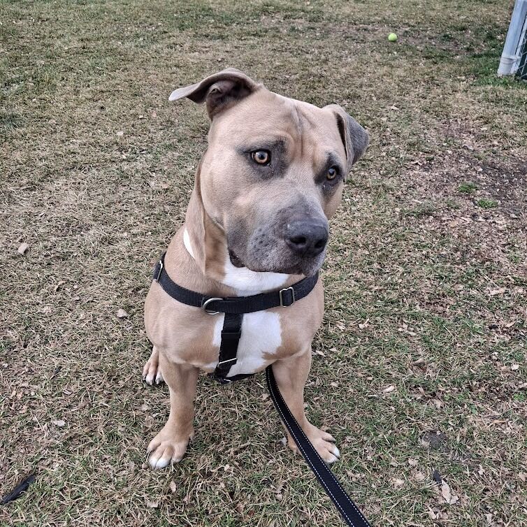 Hello my name is Ruger | Dogs | KSL Classifieds