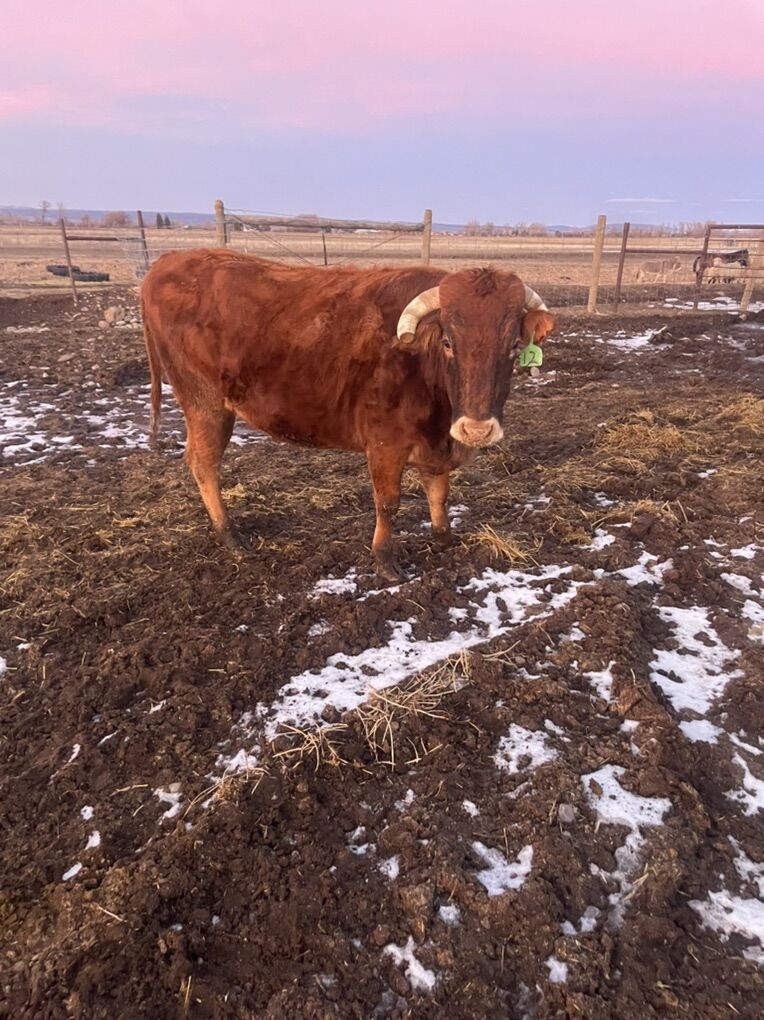 Pregnant Corriente Heifer | Cattle | KSL Classifieds