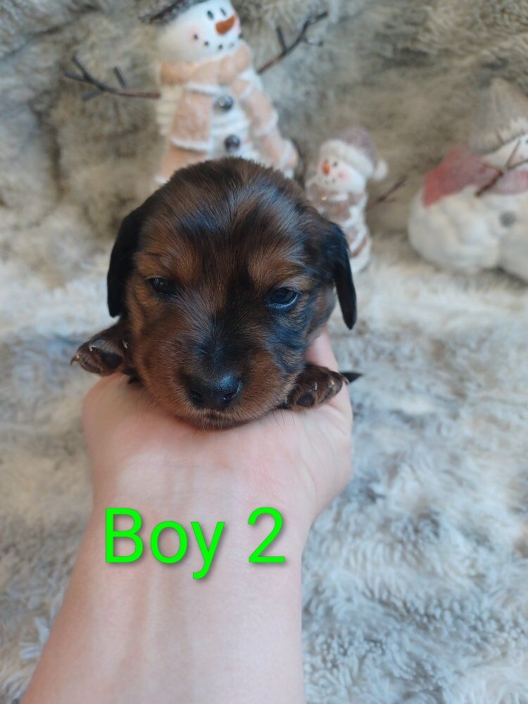 AKC Miniature Dachshund Puppies 2 Left | Dogs | KSL Classifieds