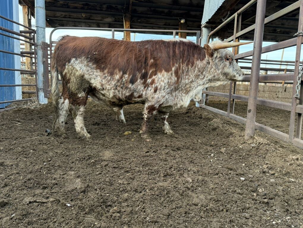Miniature Cattle – Longhorns | Cattle | KSL Classifieds