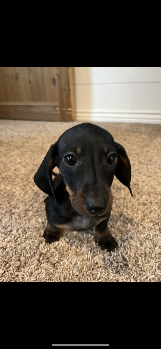 Miniature dachshunds | Dogs | KSL Classifieds