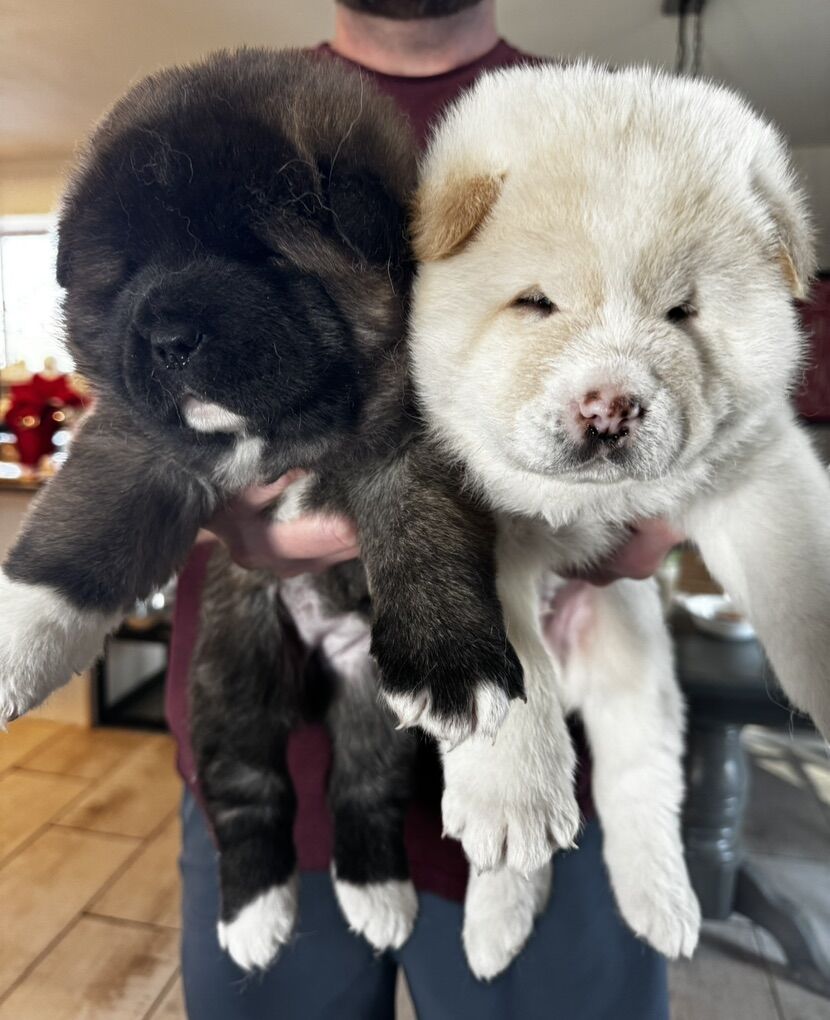 AkIta Puppy | Dogs | KSL Classifieds
