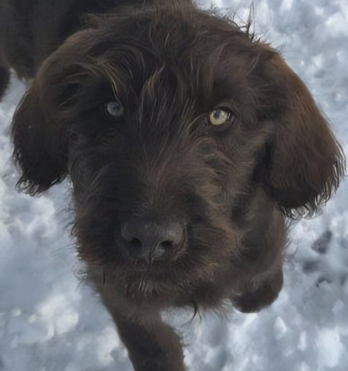 Labradoodle (standard) Puppies f1 | Dogs | KSL Classifieds