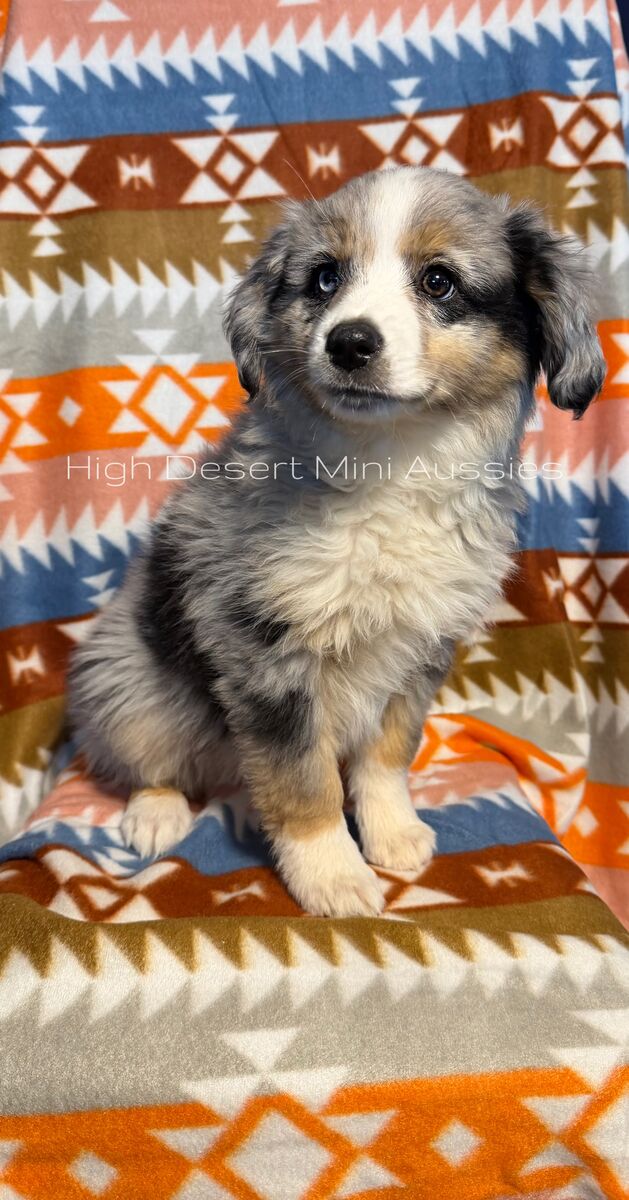 Mini Aussies ( Miniature American Shepherd ) | Dogs | KSL Classifieds