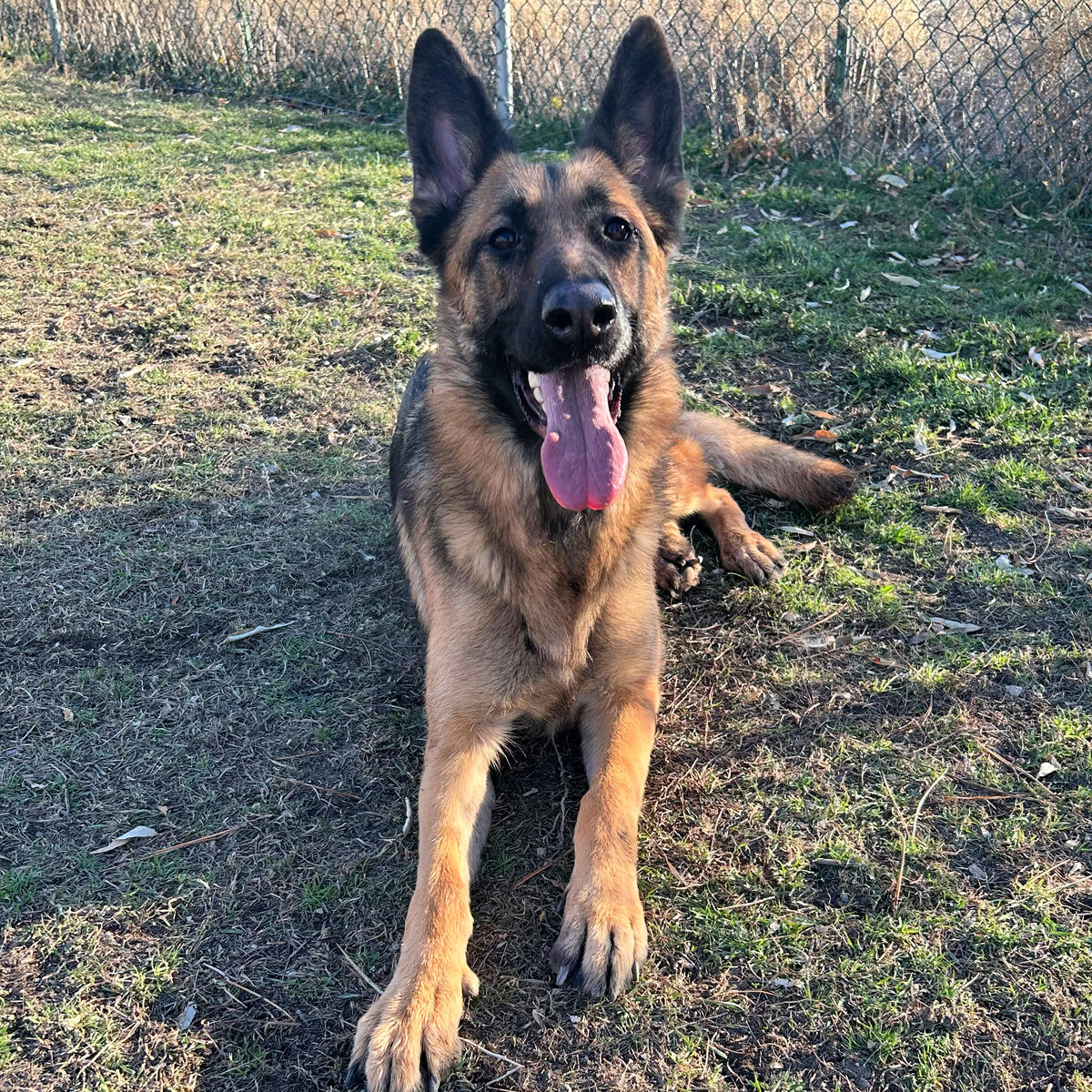 Nala | Dogs | KSL Classifieds