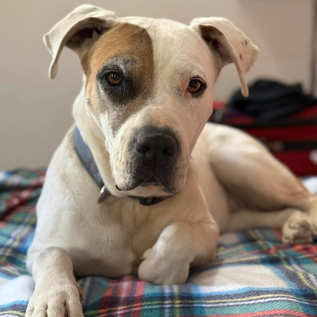 Hello my name is Stickers | Dogs | KSL Classifieds