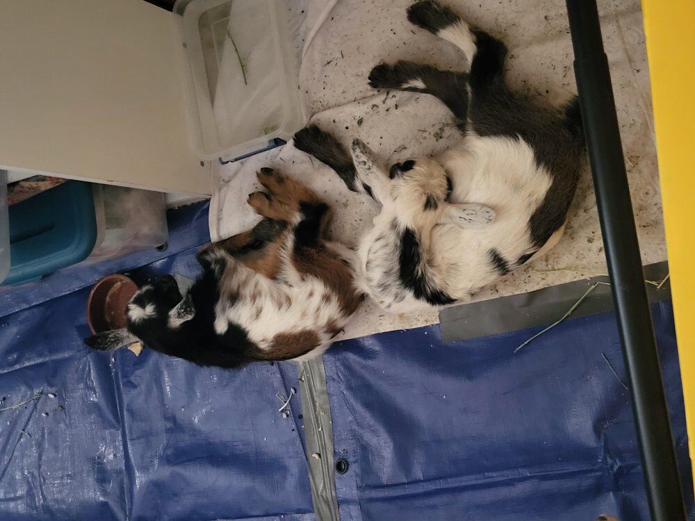 5 goat DWARF DOES PG FREE ones gone | Goats | KSL Classifieds