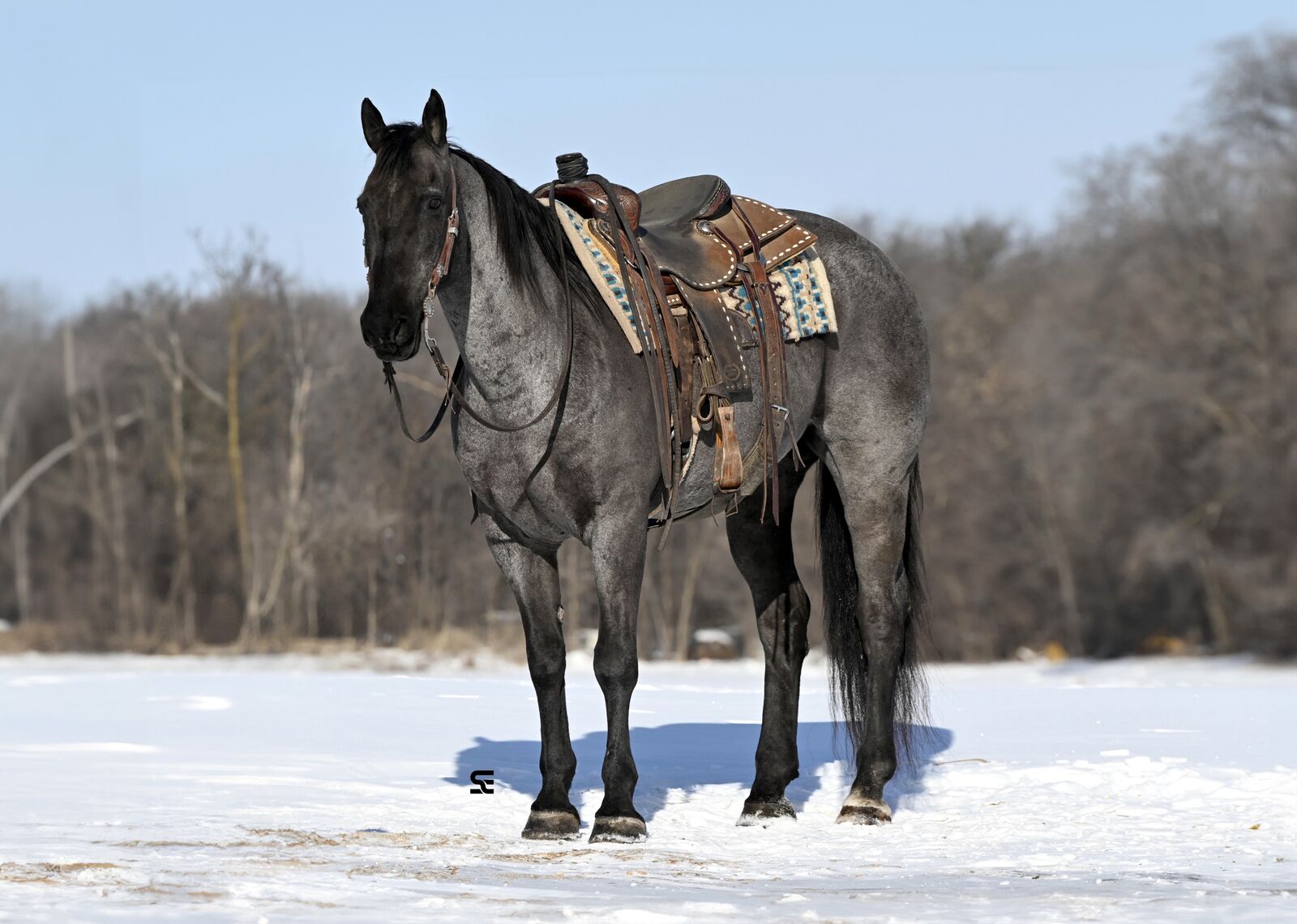 NEED GONE - TRUE Blue Roan Gelding for THE WHOLE FAMILY! | Horses | KSL ...