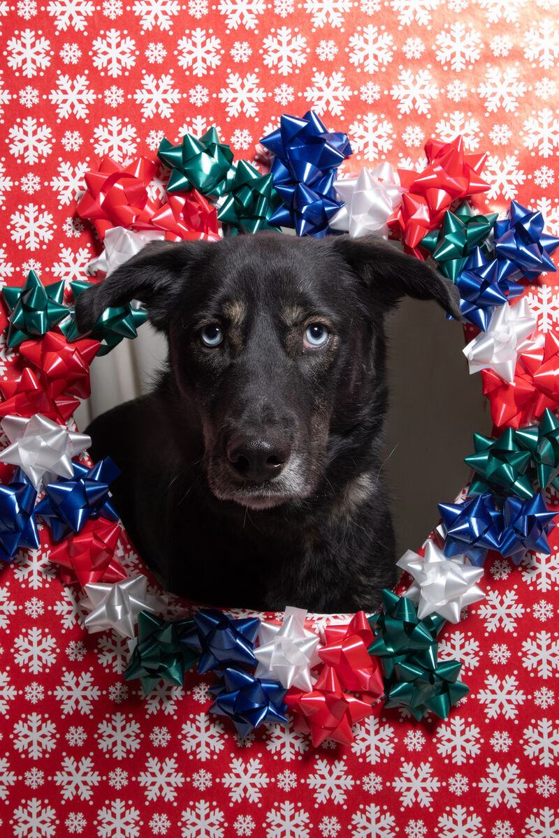 A158967 Yuki is Available for Adoption! | Dogs | KSL Classifieds