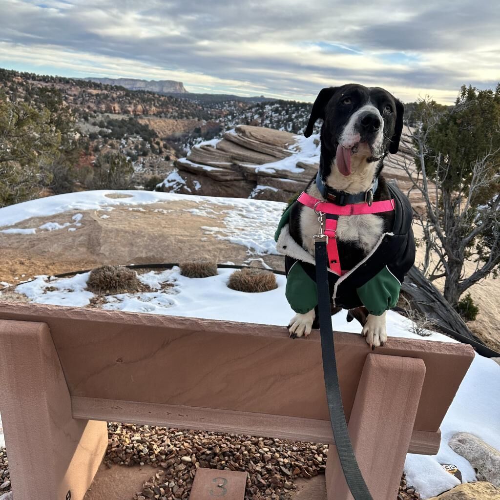 Hello my name is Eloise | Dogs | KSL Classifieds