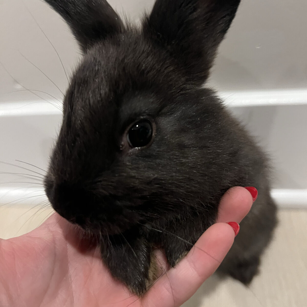 Adorable Baby Bunnies (Merry Christmas!) | Rabbits | KSL Classifieds