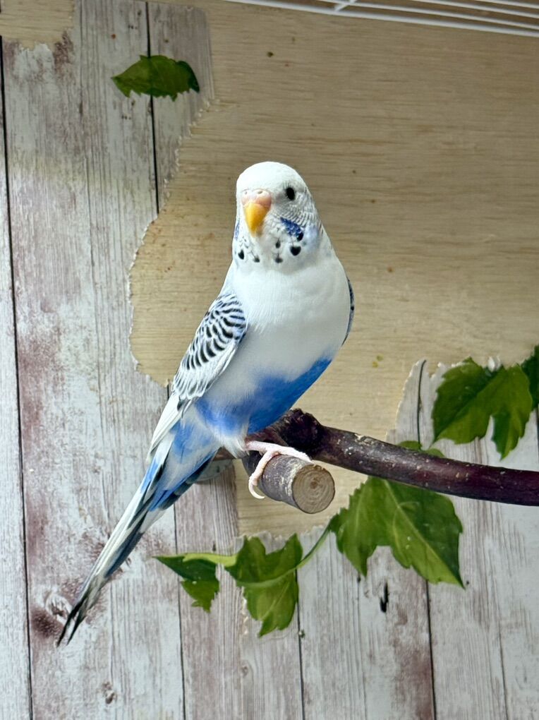 Beautiful Young Female Budgie | Birds | KSL Classifieds