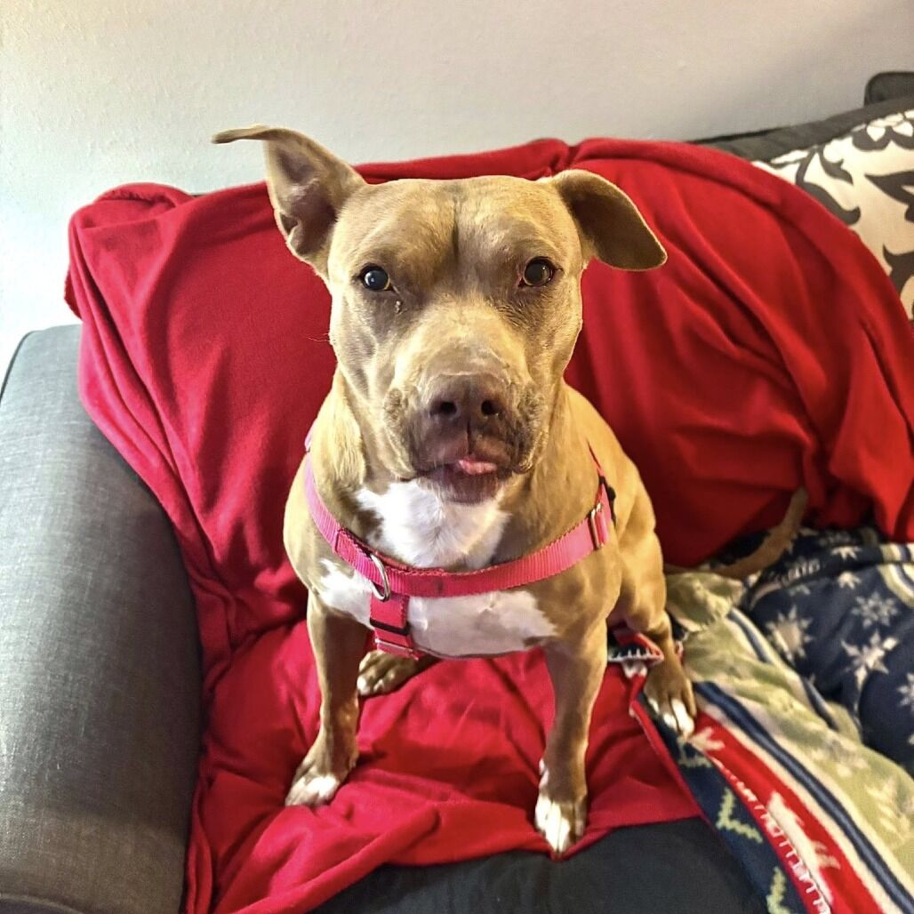 Hello my name is Queen Bee | Dogs | KSL Classifieds