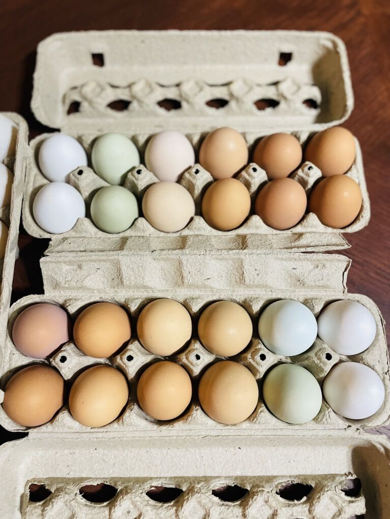 Barnyard Mixed Hatching Eggs | Poultry and Gamebirds | KSL Classifieds