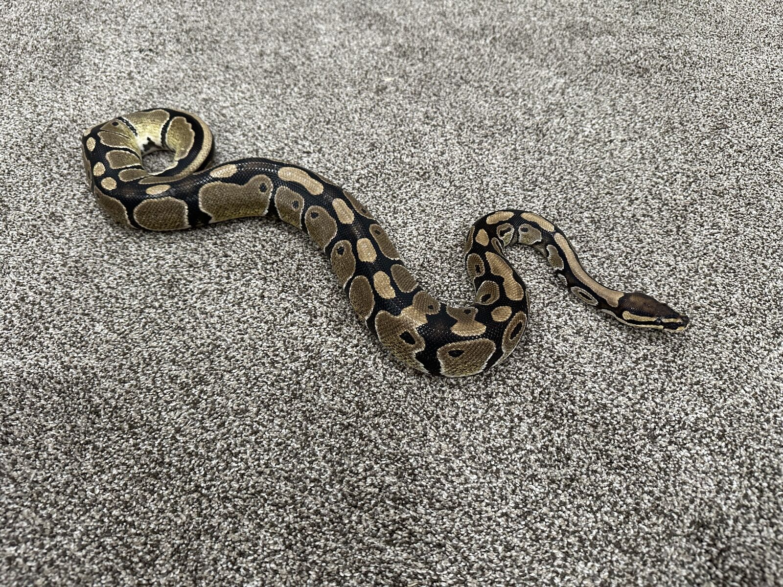 Ball python + 20 gallon tank, hide, lamp, water dish | Pet Equipment ...