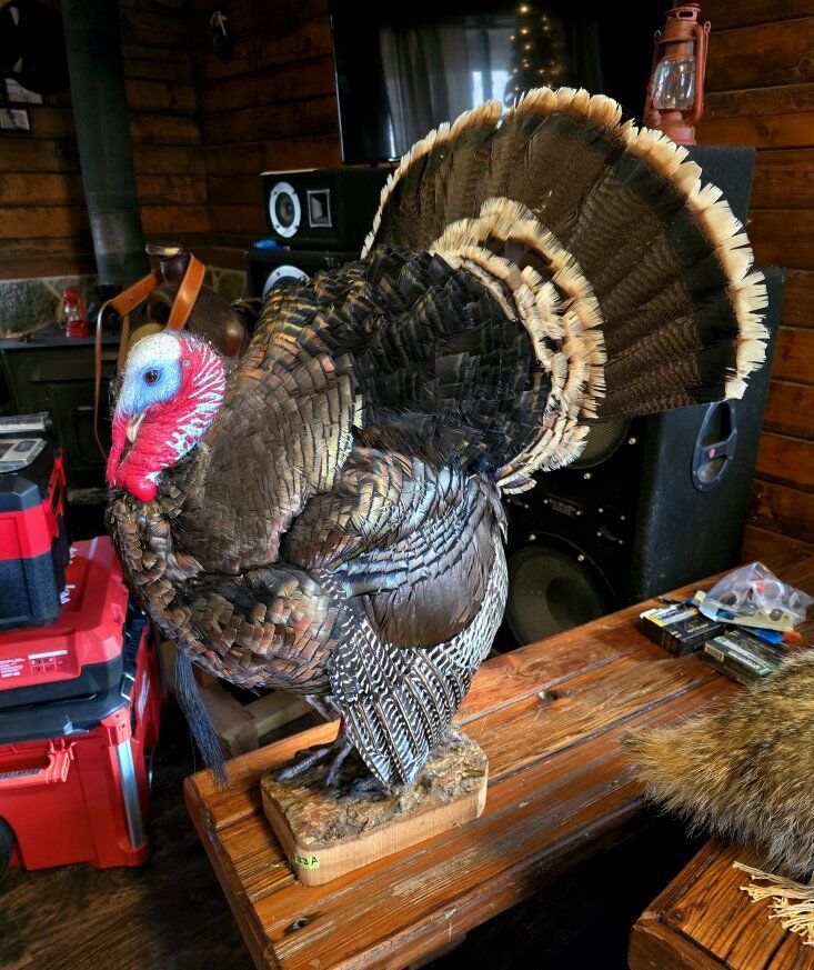 Taxedermy Miriam Turkey | Skins and Taxidermy Mounts | KSL Classifieds