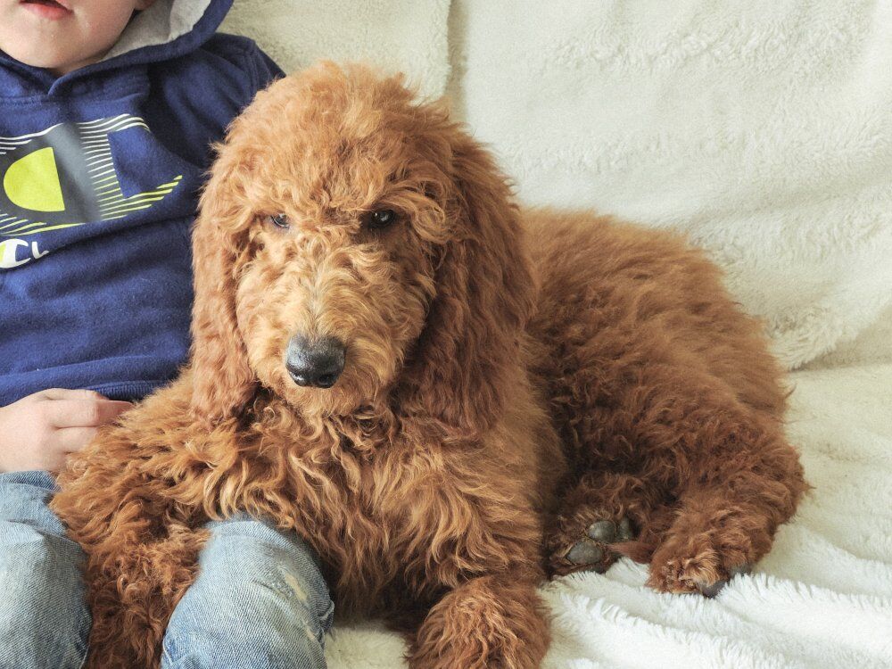 Gorgeous Red Boy Labradoodle | Dogs | KSL Classifieds