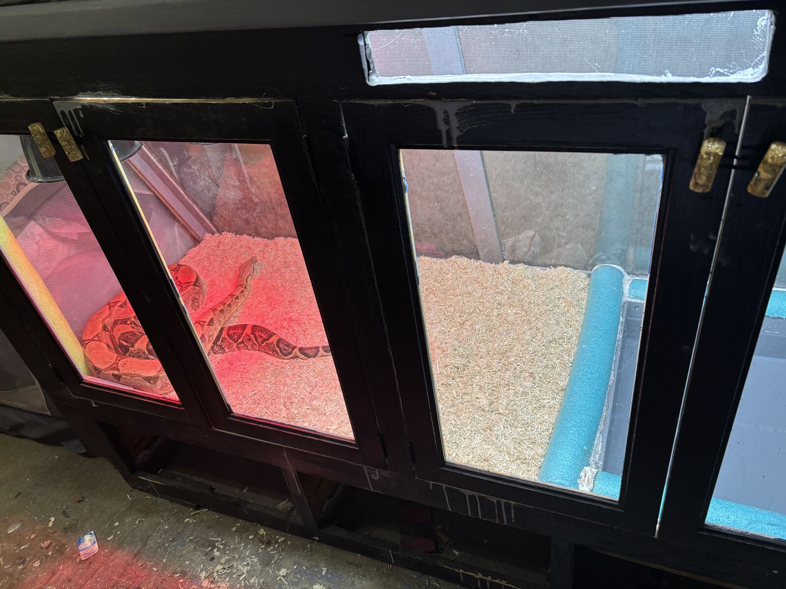 Female Anery Het Snow Boa | Reptiles | KSL Classifieds