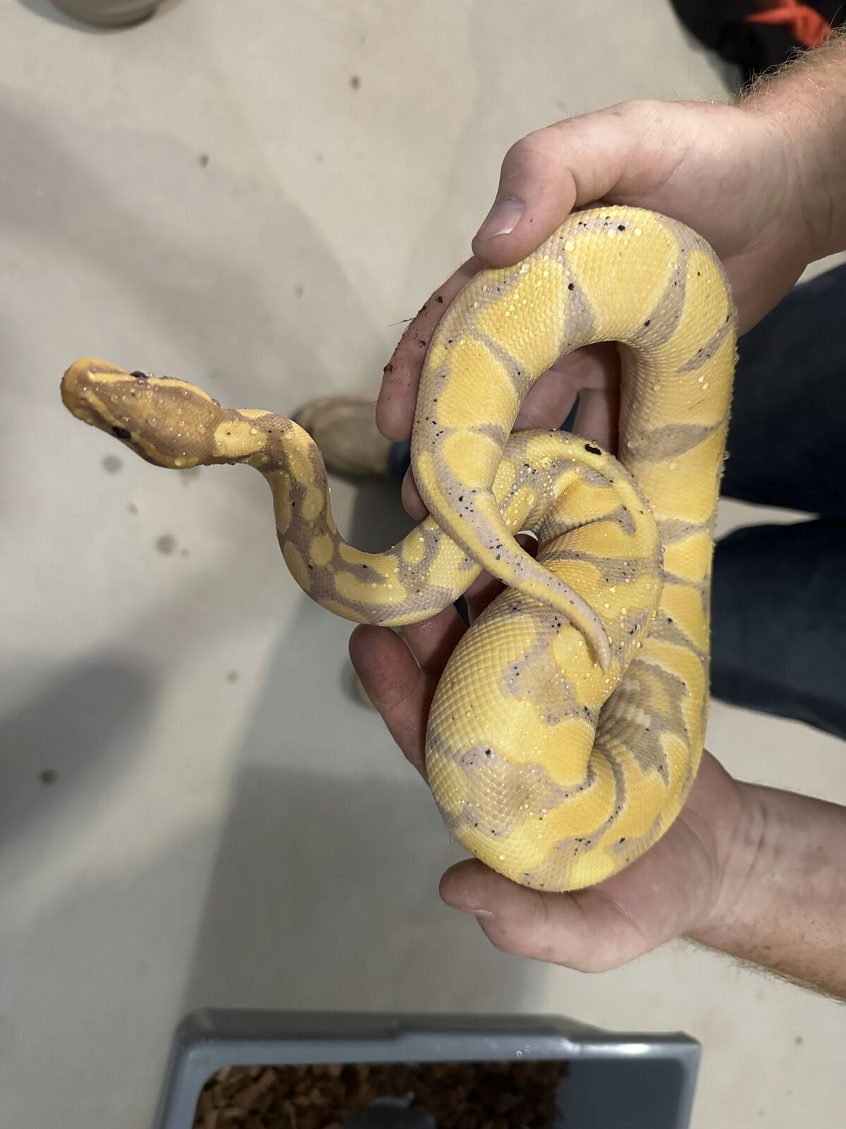 Male, Banana, Leopard, Pastel, het Clown, Ball Python | Reptiles | KSL ...