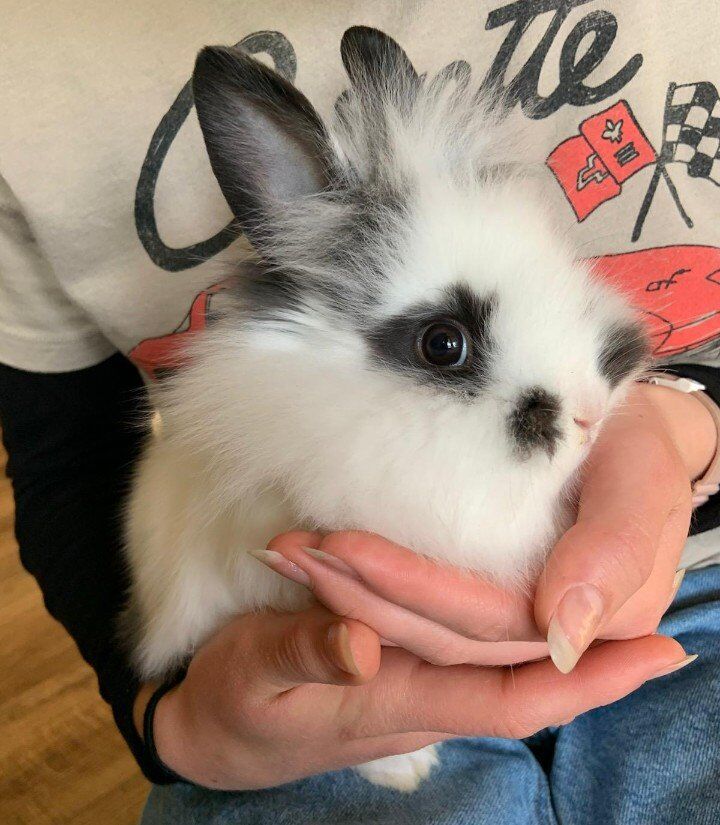 Christmas Bunnies | Rabbits | KSL Classifieds