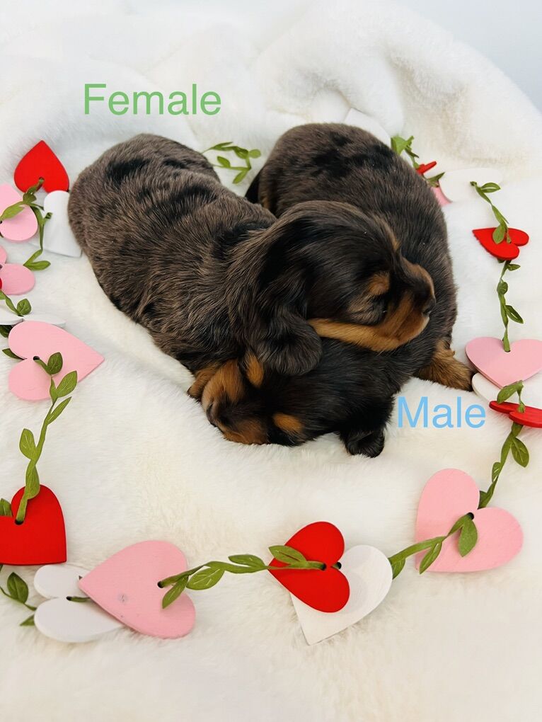 Dachshund Puppies | Dogs | KSL Classifieds