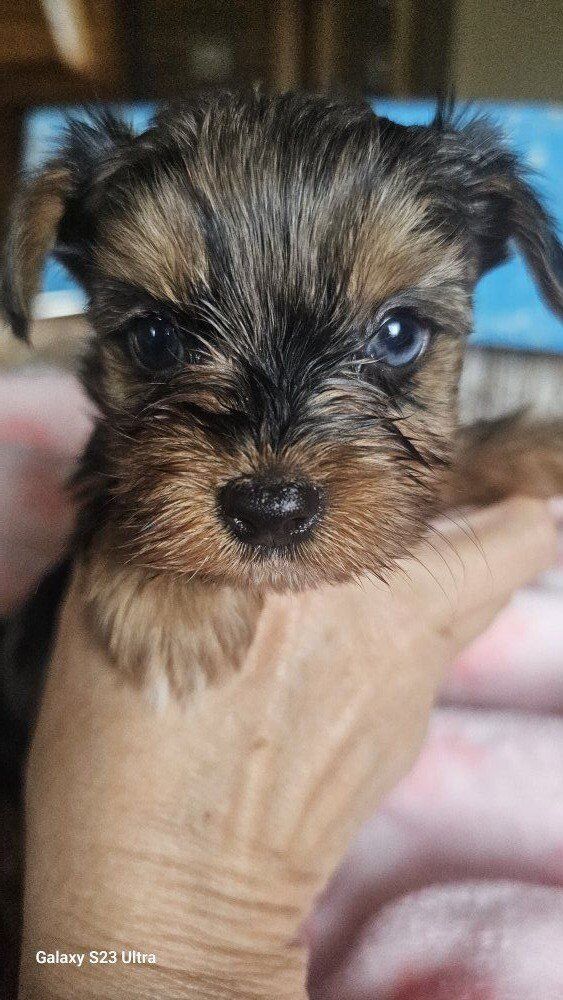 Beautiful Yorkie Puppies • Health Guarantee. | Dogs | KSL Classifieds
